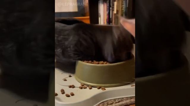 Котэ, который вырос с птицами.