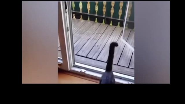 Смешные видео с котами и собаками