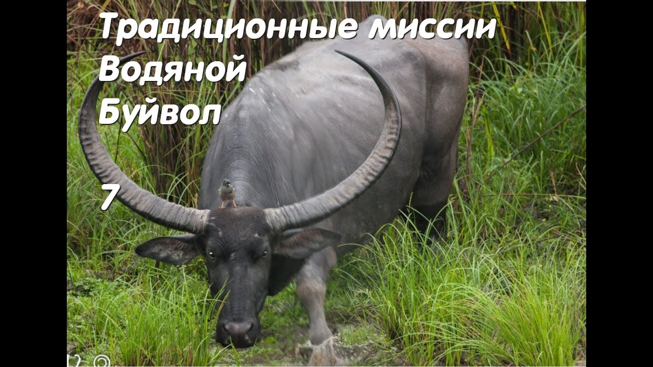 The Hunter classic(Водяной Буйвол 7)