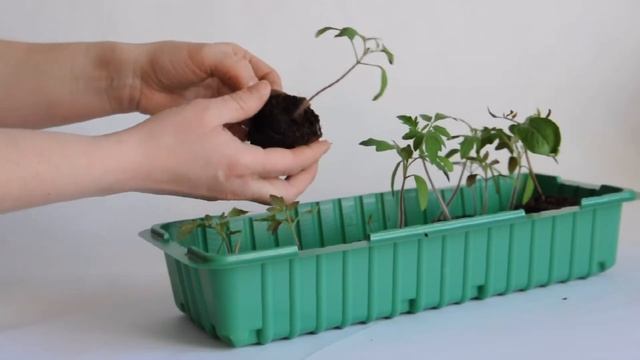 Как сажать помидоры на рассаду в торфяные таблетки