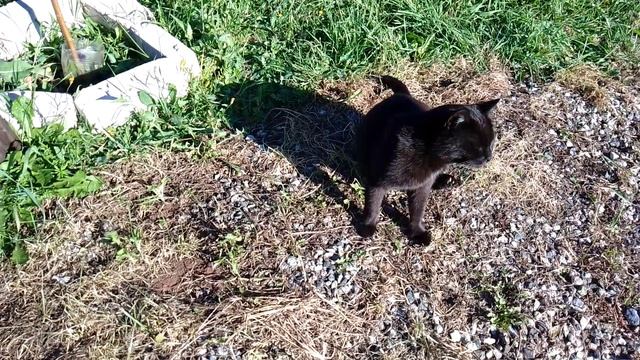 2022.08.17 Вскапываю грядки после лука. Яблоньки. Тася.