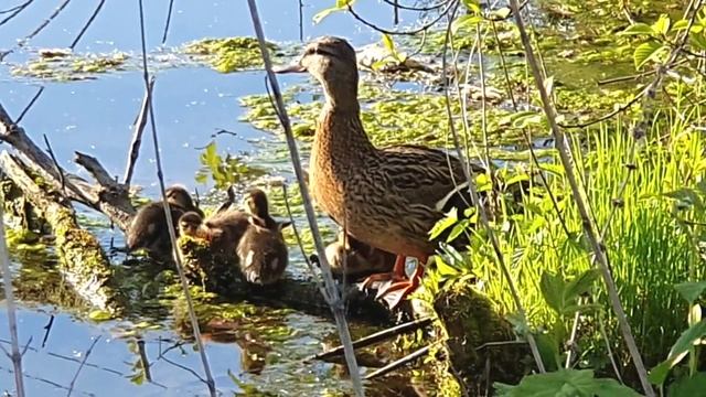 Первое появление утят на пруду - 2