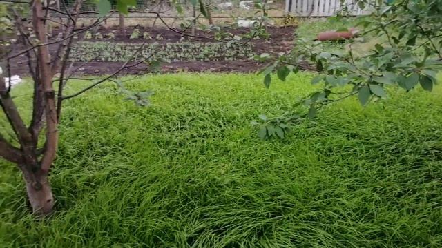 Газон. Результат посева газонной травы.