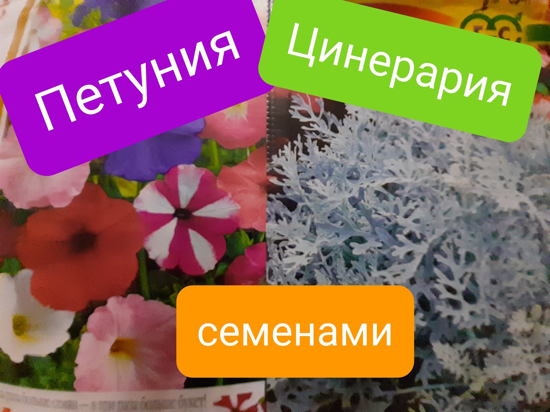 Петуния и цинерария. Посев семенами.