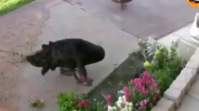 Новый садовник