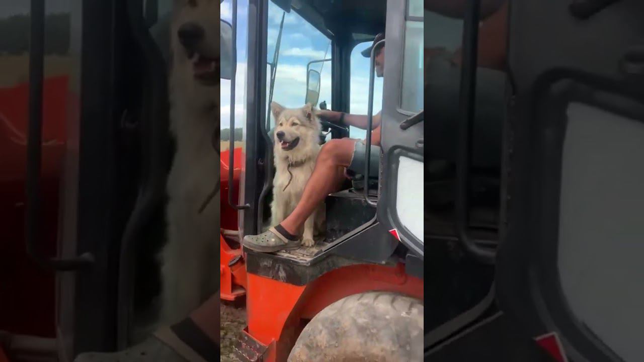 с Мигом перевозим бытовки на новое место #мигпёс #barnhouse #minidom