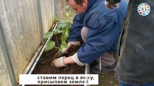 Мастер-класс по выращиванию сладкого перца из семян.