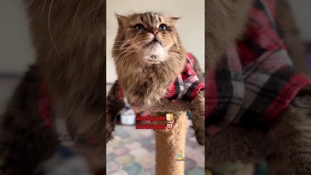 Ужин для господина? #кот #юмор #животные #котики #смешноевидео