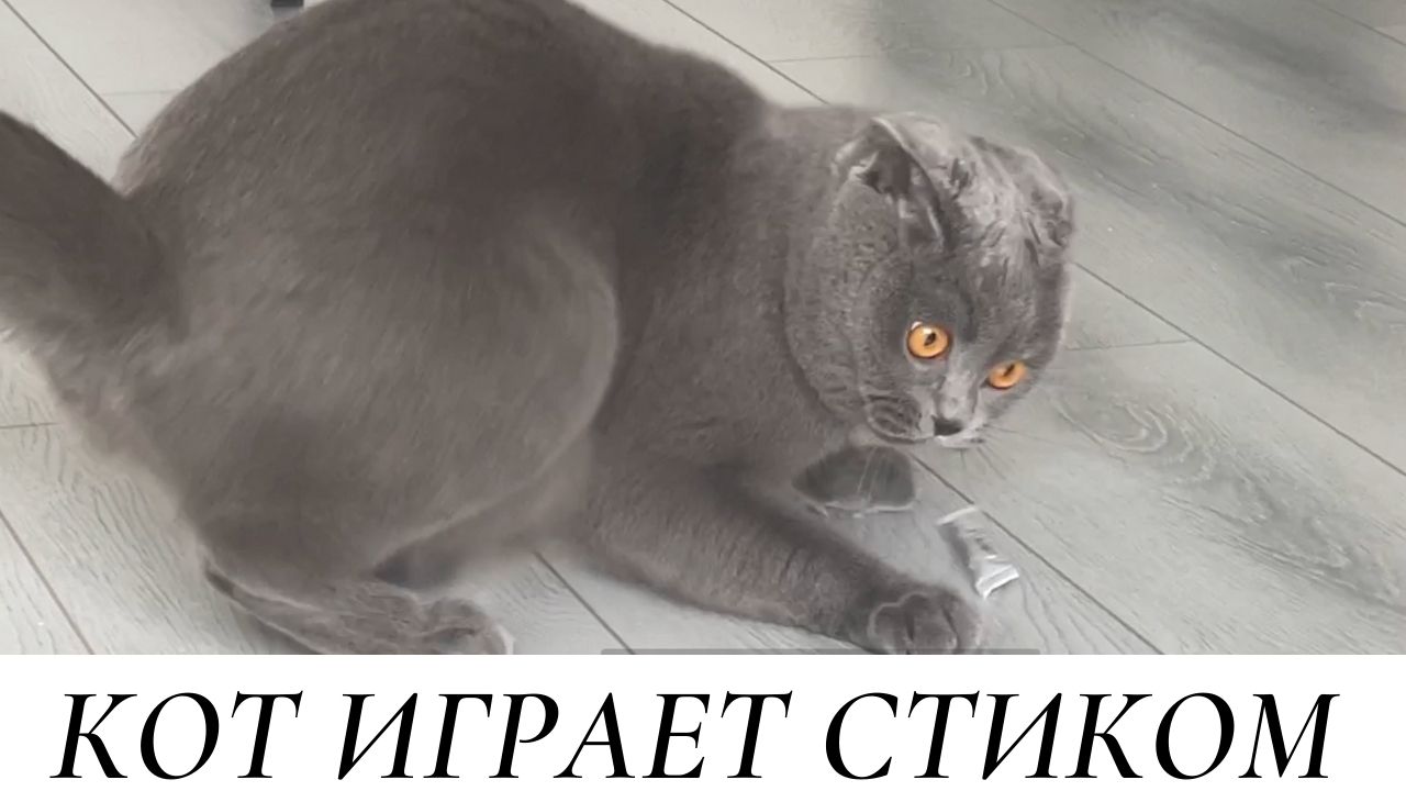 КОТ ИГРАЕТ СТИКОМ ?