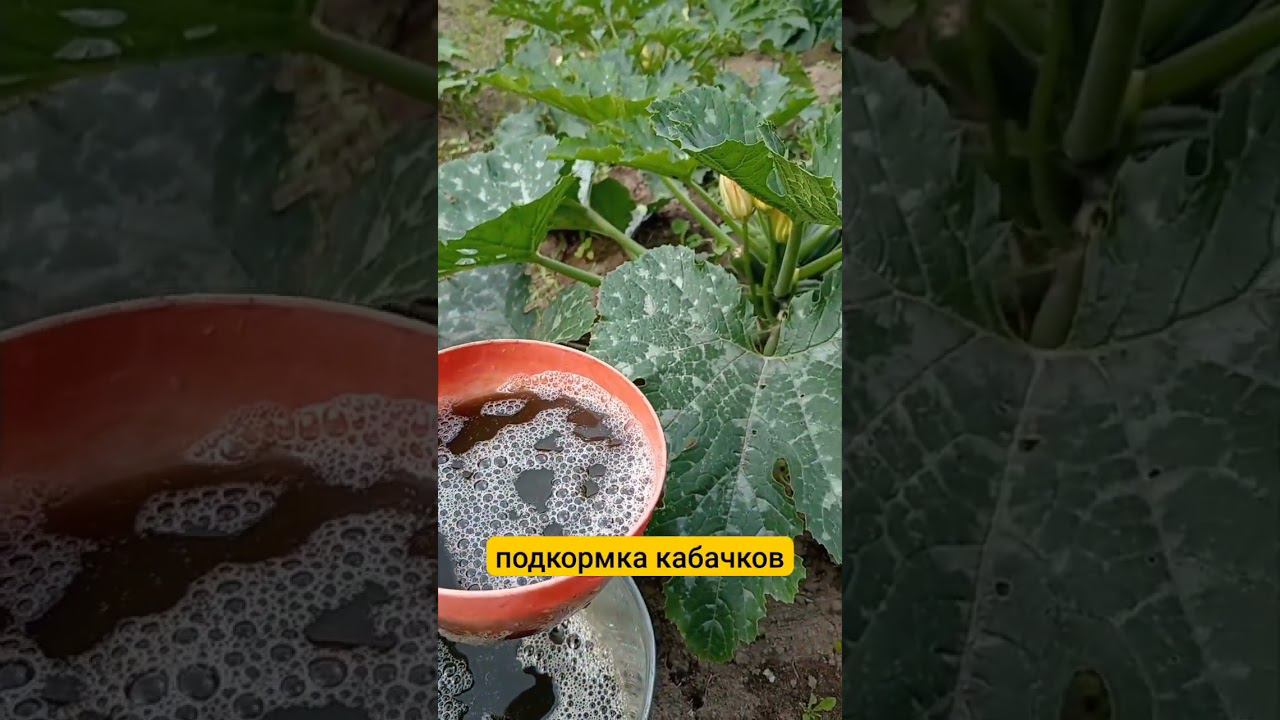 Подкормка кабачков летом. #дача #кабачки #удобрения #огород