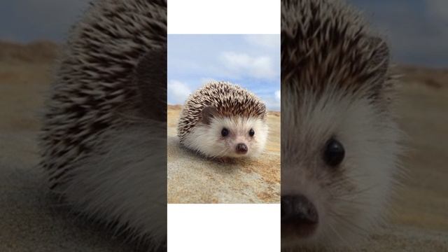 Ëжик К. Чуковский