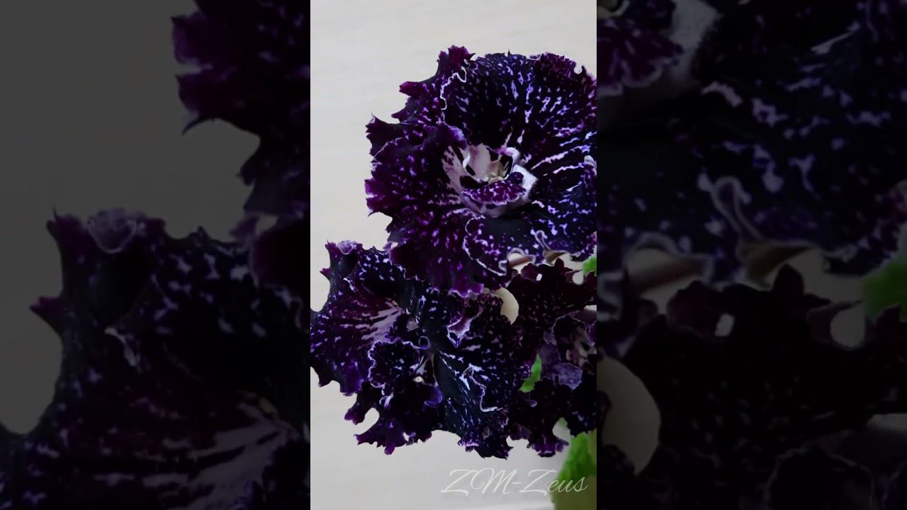 Стрептокарпус ZM-Зевс #flowershop  #flowers  #plants #beautiful