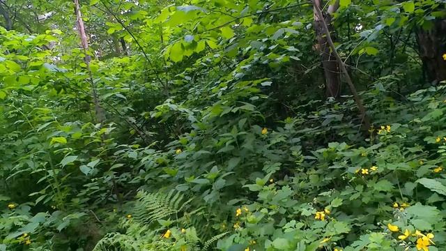 #Нефтекамск #Велопрогулка по лесу.