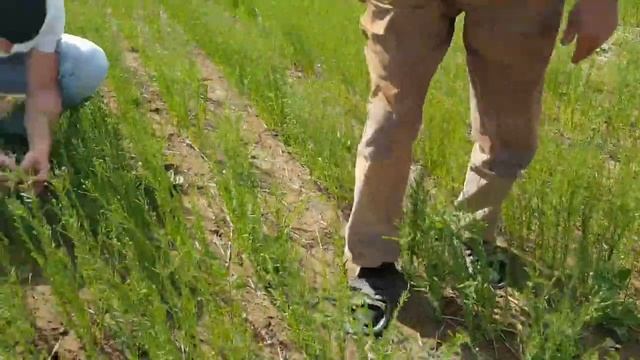 Смотрим лён! Ветвистость и образование коробочек на разных сортах. Сакский район, с.Уютное