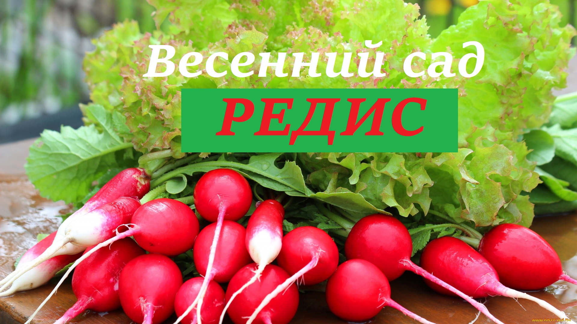 Весенний сад. Ранний редис