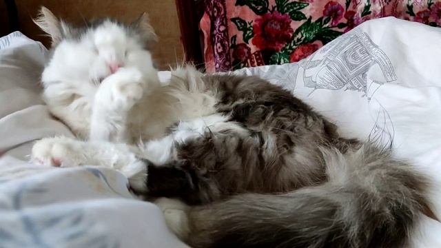 Кошечка Муся, наводит себе красоту.