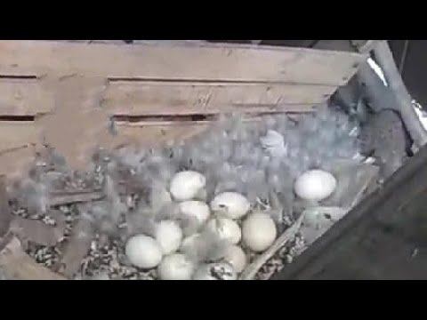 Забирать яйца зимой у мускусных уток или нет
