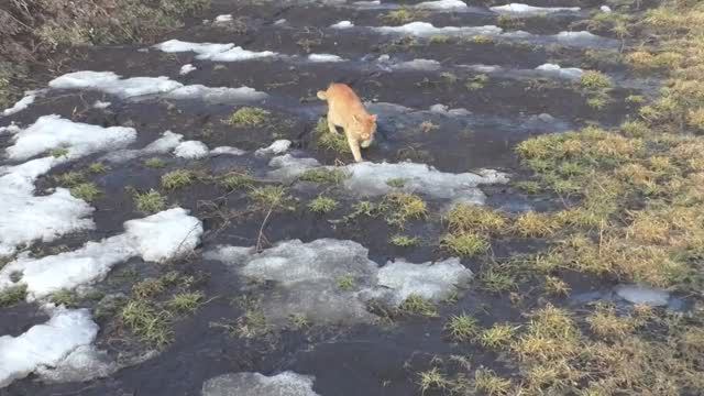 Весна идёт, весне дорогу!