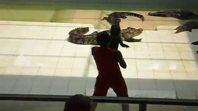 Танец с крокодилом.mp4