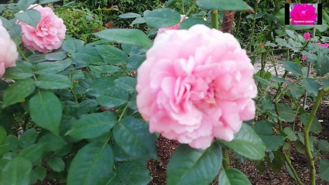 РОЗЫ-ПЕРВОГОДКИ ОТ С.ОВЧАРОВА