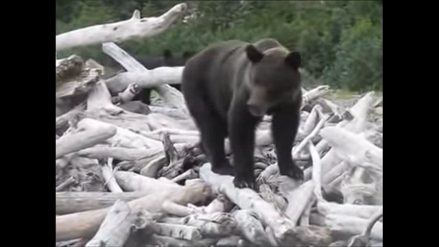 Медведица и медвежонок не стали есть фотографа