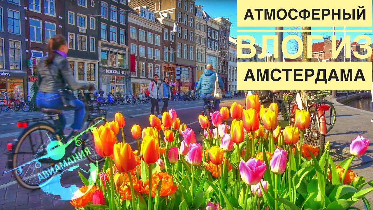 Амстердам весной | Тюльпаны | Фастфуд | #Авиамания влог по Амстердаму