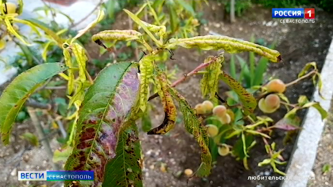 Эксперт рассказал как бороться с вредителями и чем подкармливать деревья в Севастополе