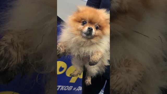 Легче новую собачку купить,чем эту отмыть