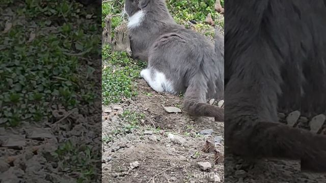 Кошачьи игры