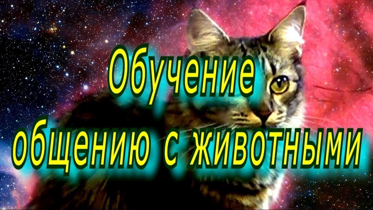 Обучение Общению с животными. Урок первый.