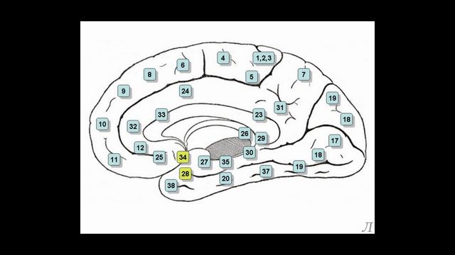 5.8 Сознание. Энторинальная кора