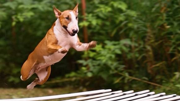 Бультерьер Лекси на соревнованиях по пит-стафф многоборью BullGames 03.08.2024 г. Санкт-Петербург