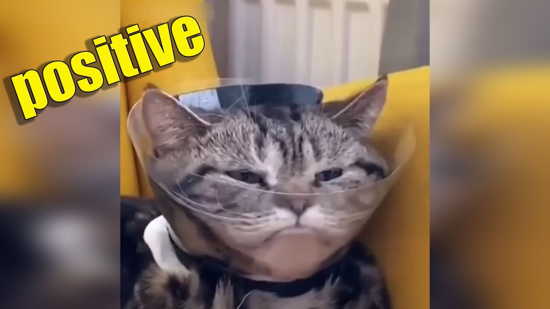 Очередная доза позитива для поднятия настроения #19. Улыбнись, не грусти!