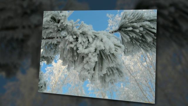 На ветках иней серебрится