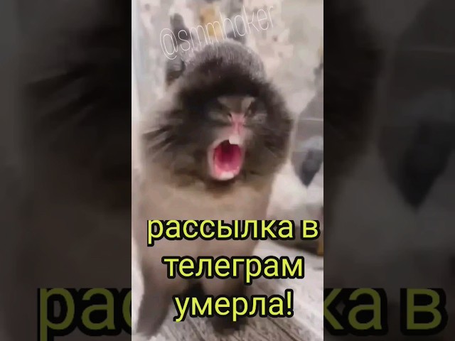 Рассылка в Телеграм не работает?