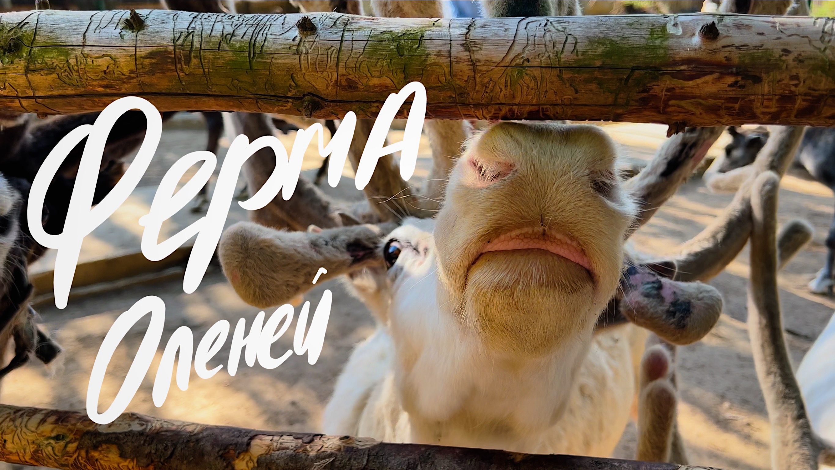 Ферма оленей и прогулки по Москве на самокатах и пенни бордах