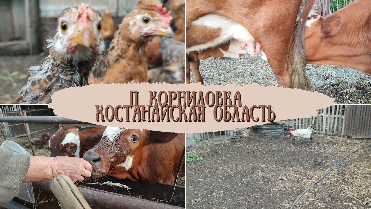 Казахстанское село: Животные и птицы