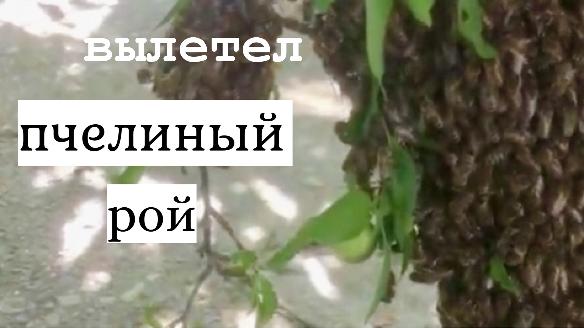 Вылетел рой/Картина на стене/Каркас готов/Ласточка прилетела