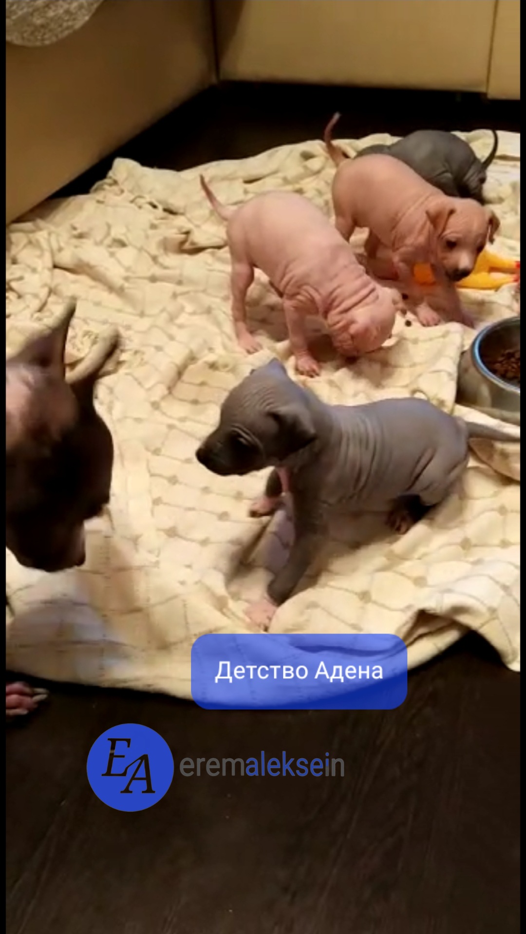 Детство Адена / Животные