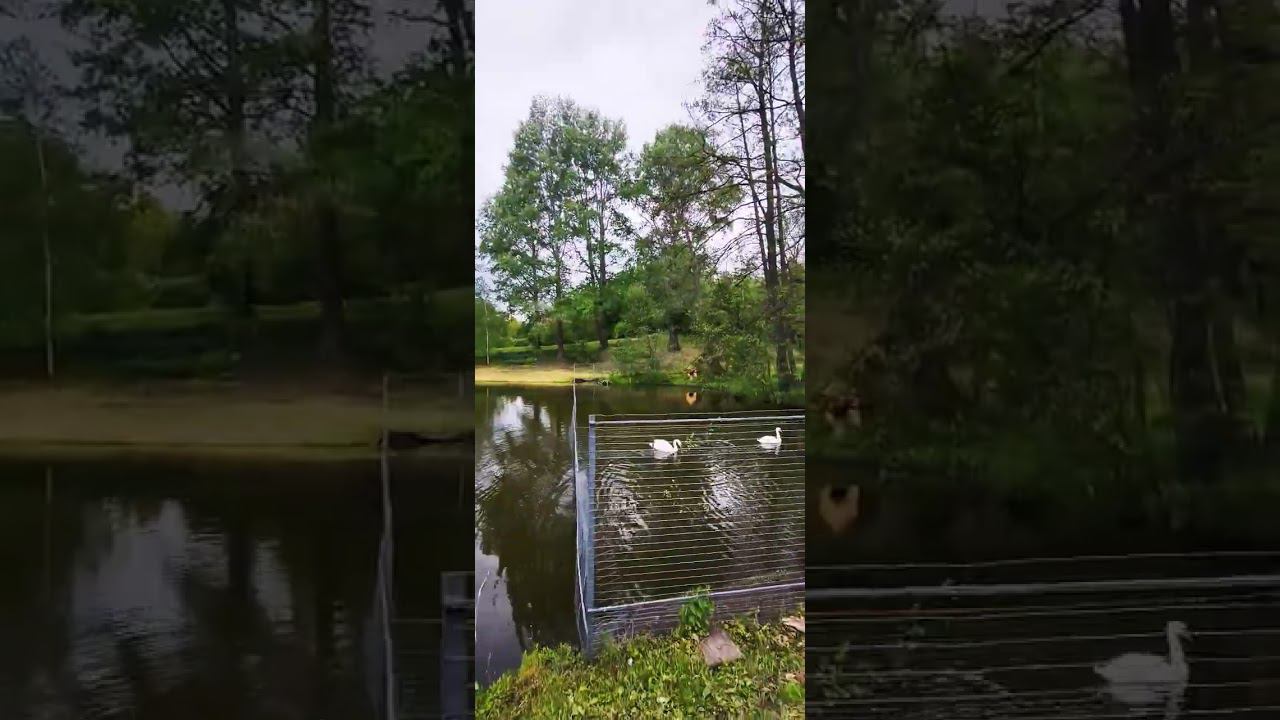 Лебеди на пруду усадьбы Фета #белыйлебедь #усадьба #фет #красота