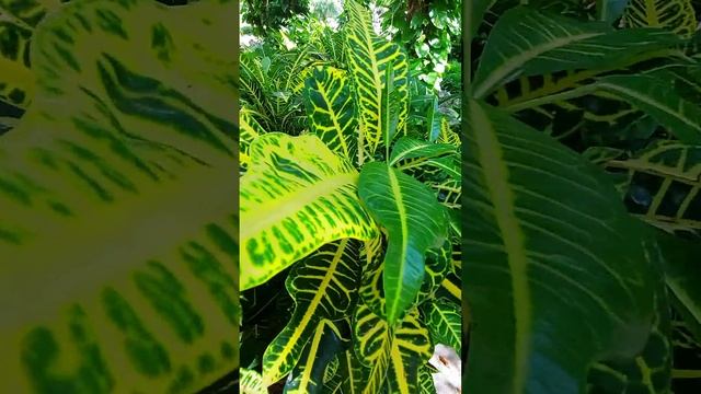 MovaviClips_Video_20211112-180510.mp4