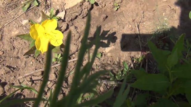 ПЕРВЫЕ ОГУРЦЫ   ПОКРАСОЧНЫЕ РАБОТЫ