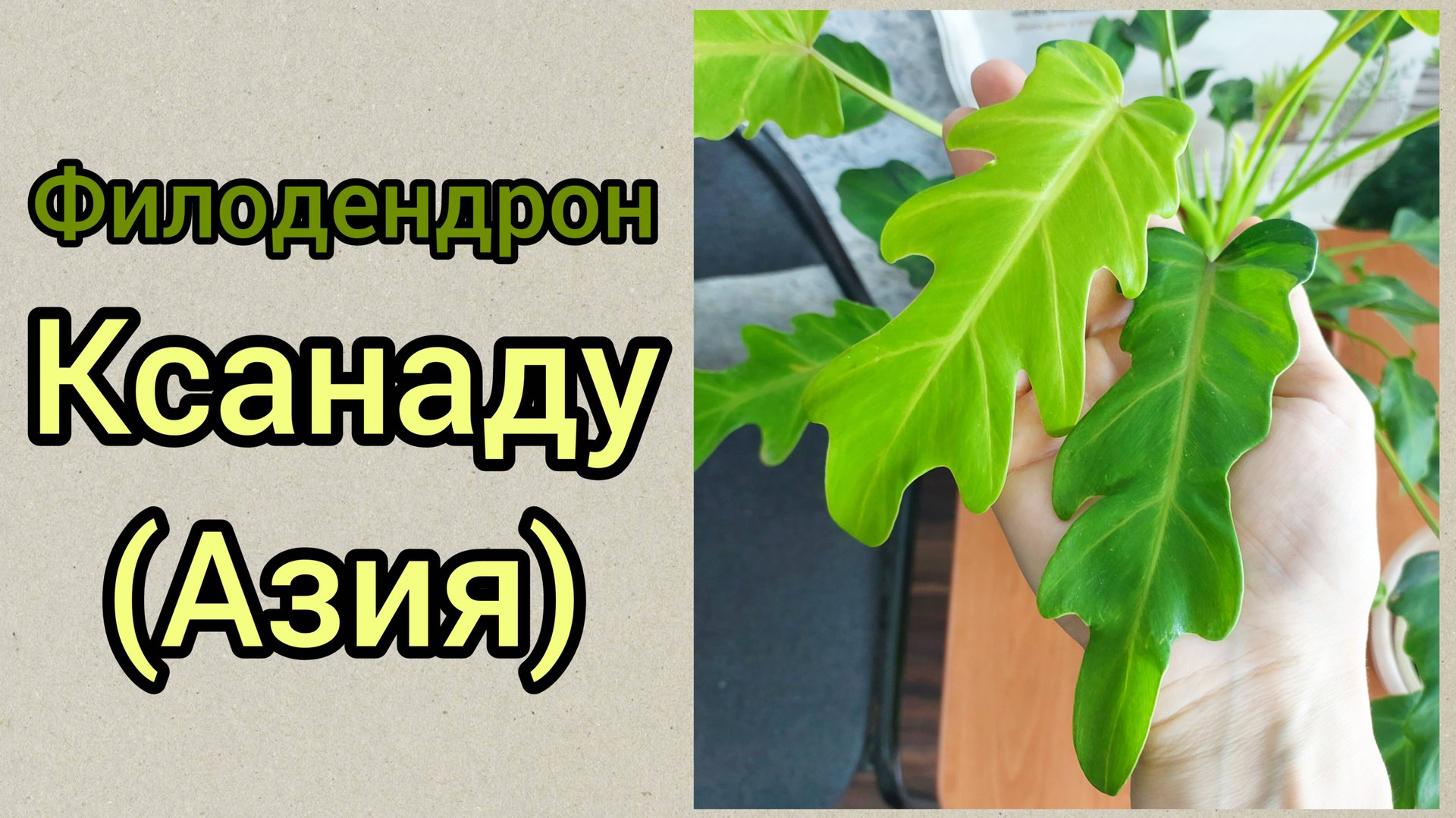 #ФИЛОДЕНДРОН Ксанаду из осенней посылки🌿Что нового за 7 месяцев🌿 #Philodendron #xanadu Dwarf var.