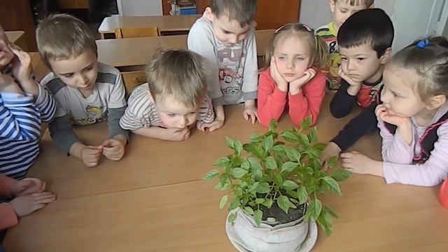 НАШ ОГОРОД.  Перец в улитке