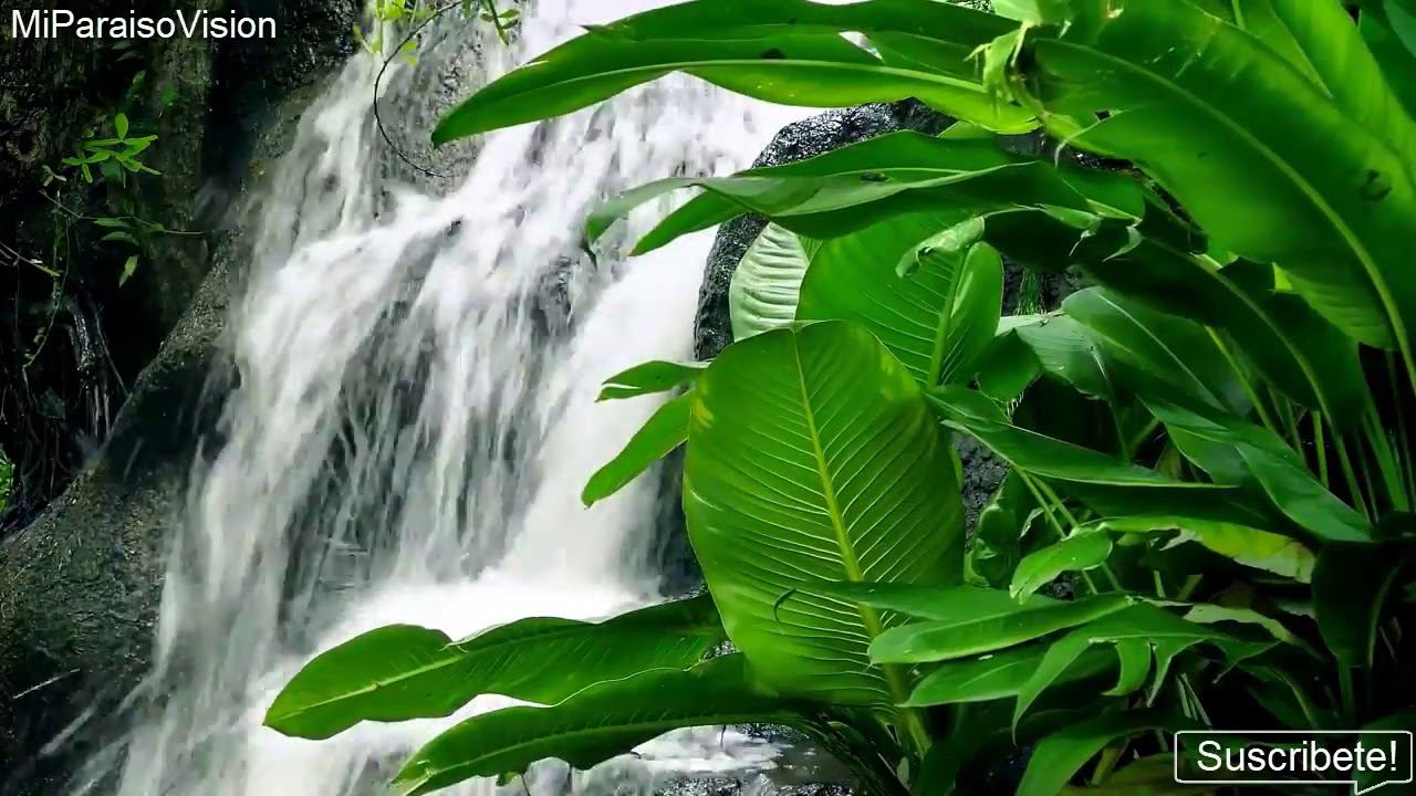 Звуки природы/Тропический лес.Красивое пение птиц /Медитация/Релаксация/Сон & Relaxing Nature Video