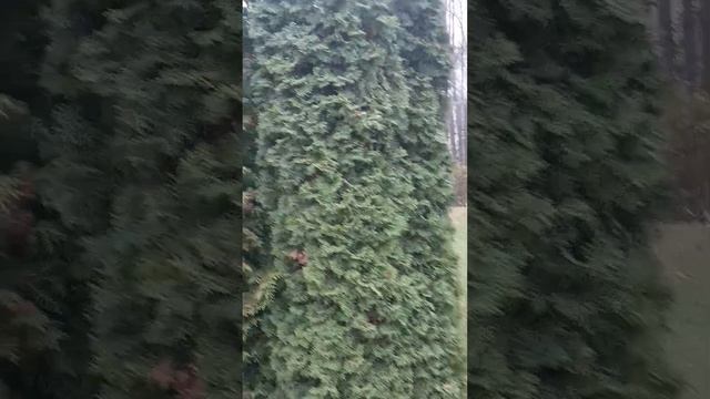 Братская могила погибших во время Великой отечественной войны