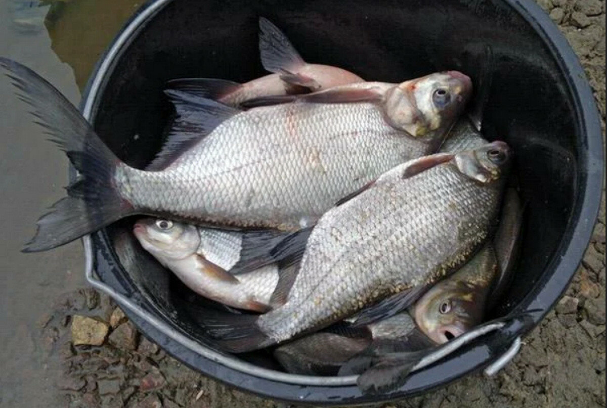 На рыбалке_развлекаем внуков.