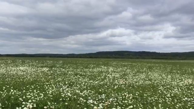 Заливные луга Поюжья. Разнотравие