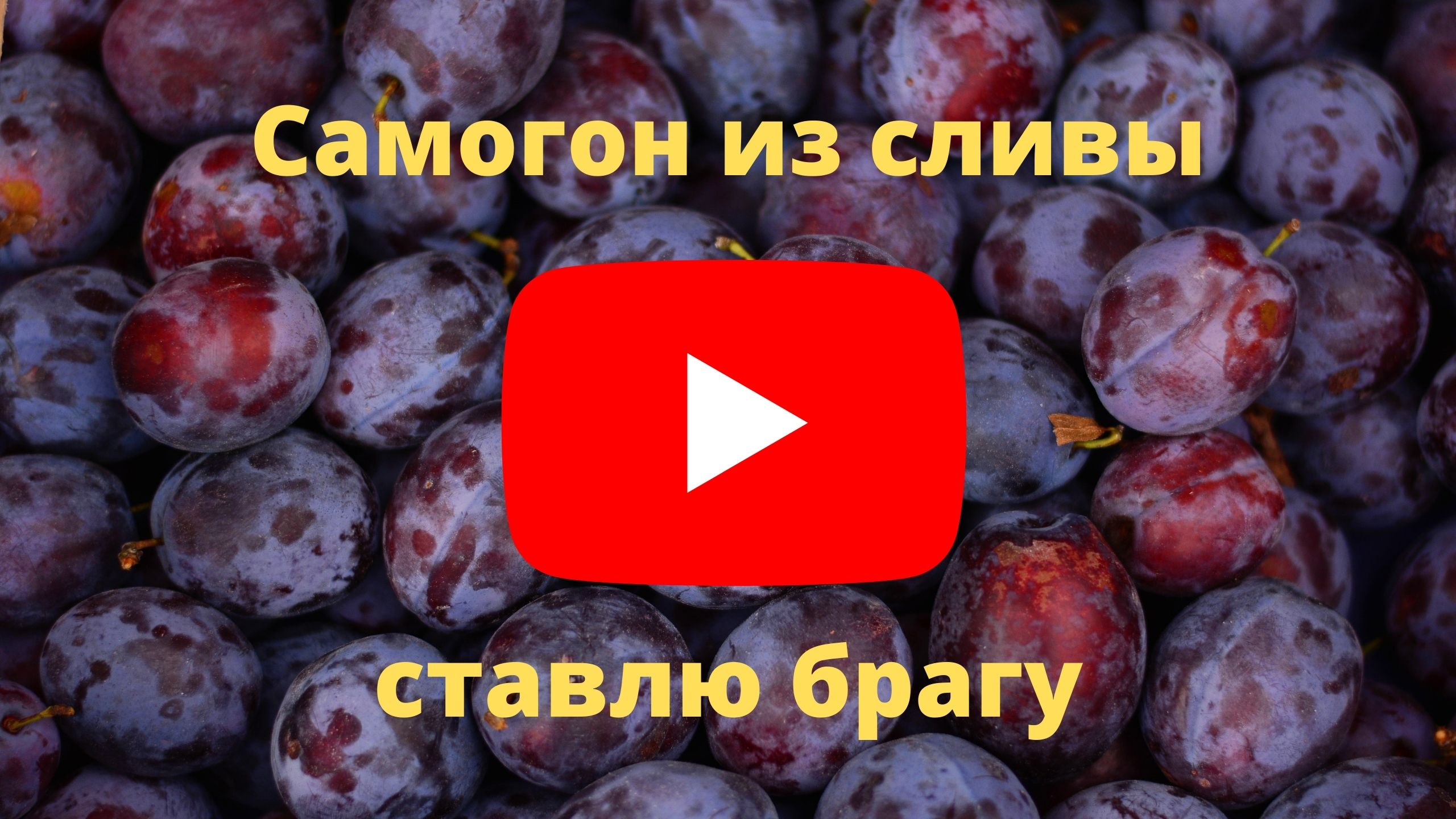 Самогон из сливы. Часть 1: ставлю брагу