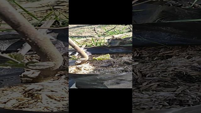 зимостойкость павлонии, саженцы зкс перезимовали на улице. апрель 24г